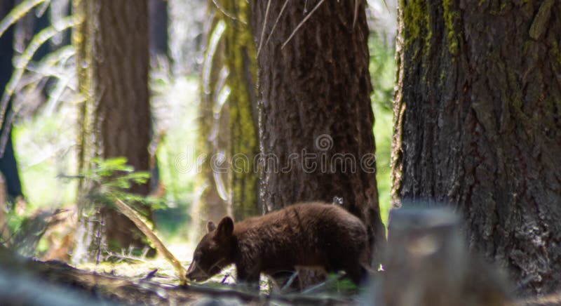 A Very Small Bear Cub in the Forest Stock Image - Image of bear, tree ...
