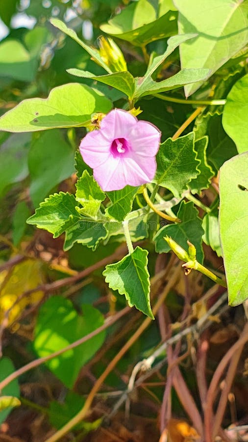 Very Small and Beautiful Purple Flower Stock Photo - Image of small ...