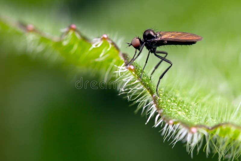 Very Small Fly on the Green Leaf Stock Image - Image of wildlife, wing ...