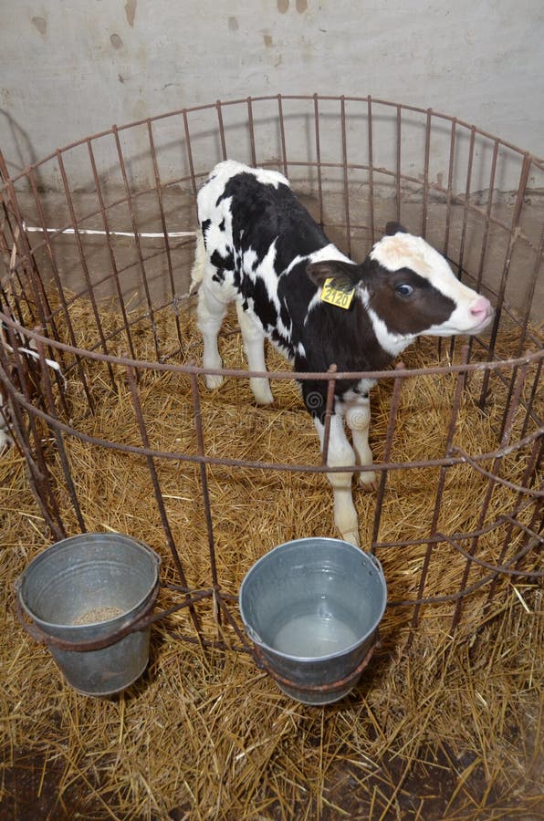 A Very Small Calf in a Stall is Waiting To Be Fed Stock Photo - Image ...