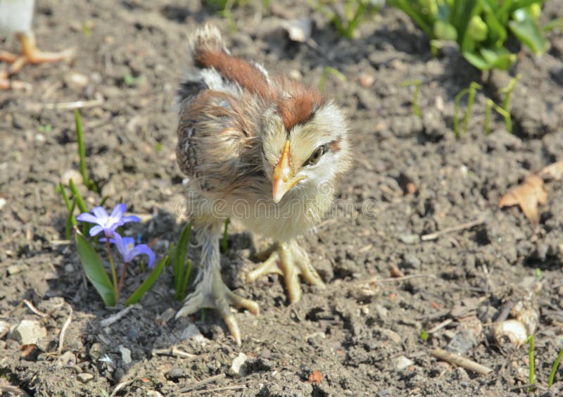 Very small chicken stock image. Image of poultry, outdoor - 116337631