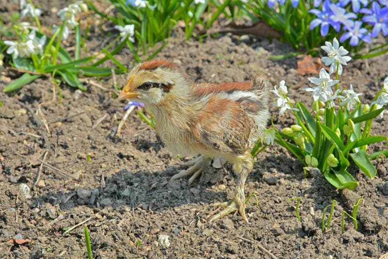Very small chicken 25 stock image. Image of fledgeling - 151038693