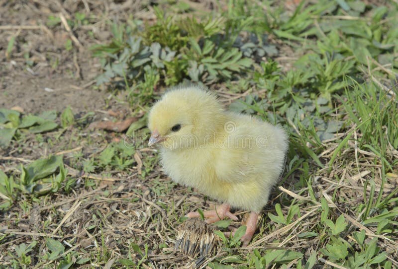 Very small chicken 17 stock photo. Image of outdoors - 96431848