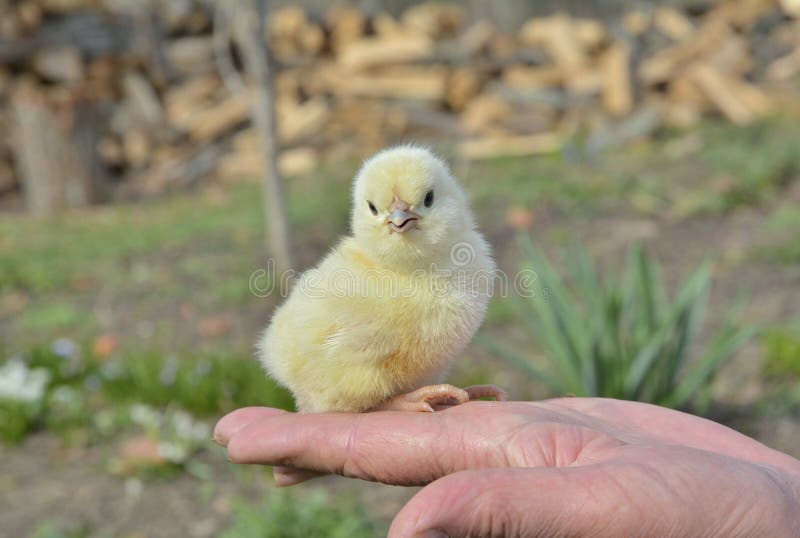 Very small chicken stock photo. Image of animal, poult - 73949968