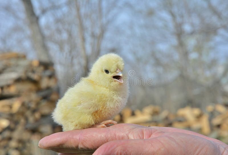 Very small chicken stock image. Image of details, outdoors - 78366679