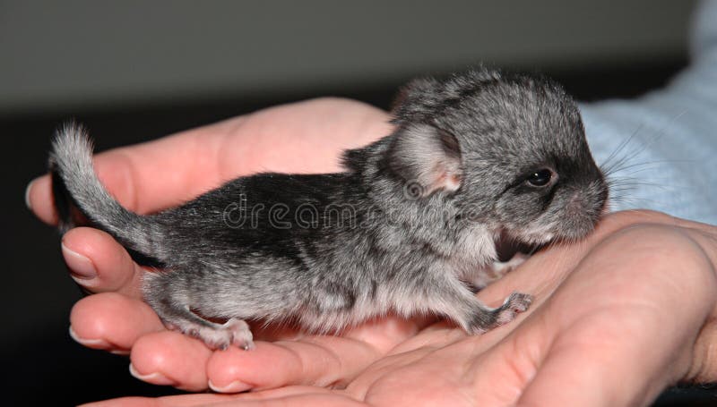 Very small Chinchilla stock image. Image of gray, andes - 153991
