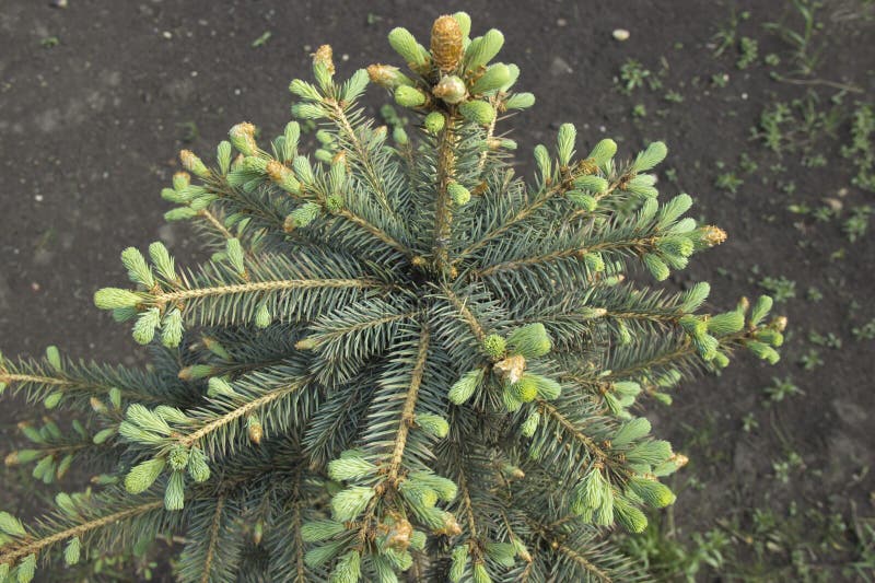 Very Small Christmas Tree Growing Out of the Ground Stock Photo - Image ...