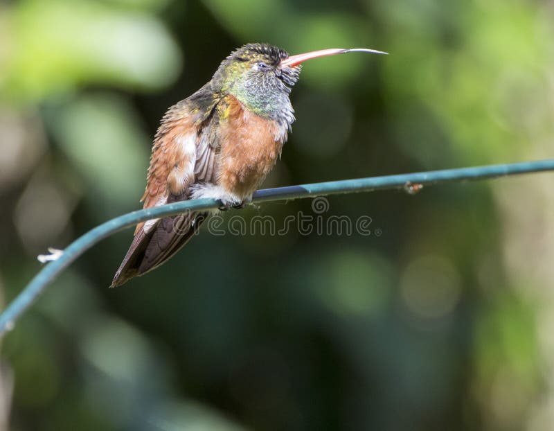 Amazilia hummingbird stock image. Image of amazilia - 104983861