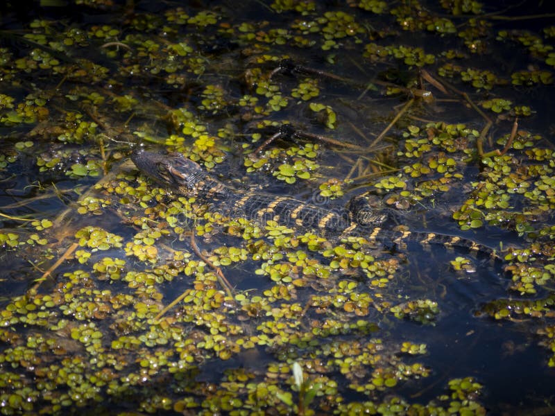 Cute Baby Alligators in Water Stock Photo - Image of small, reptile ...