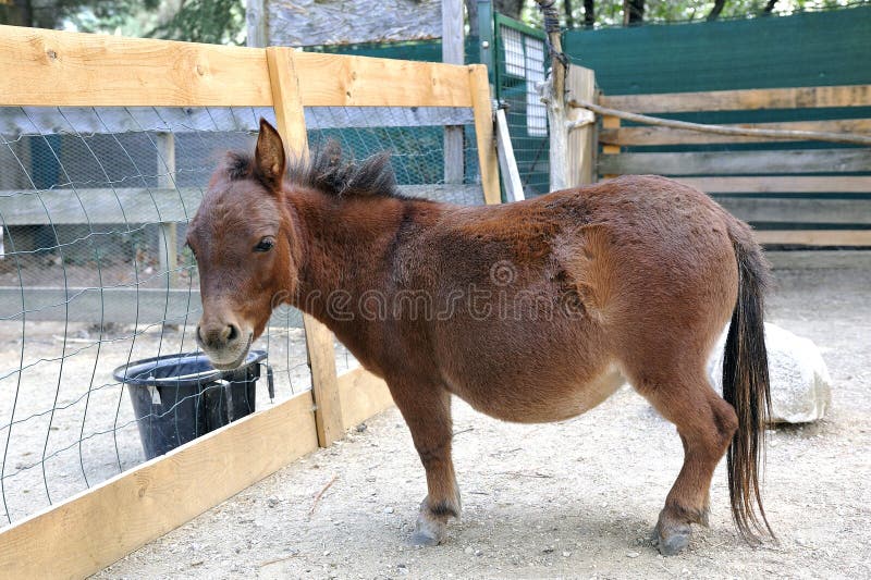 A very small domestic mule stock photo. Image of friendly - 101139040