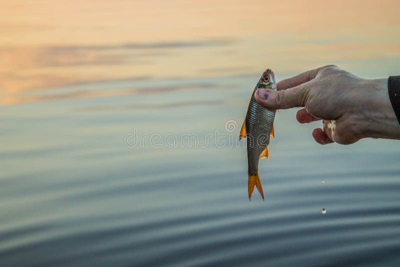 Very Small Fish Roach in the Hand of Angler Stock Photo - Image of ...