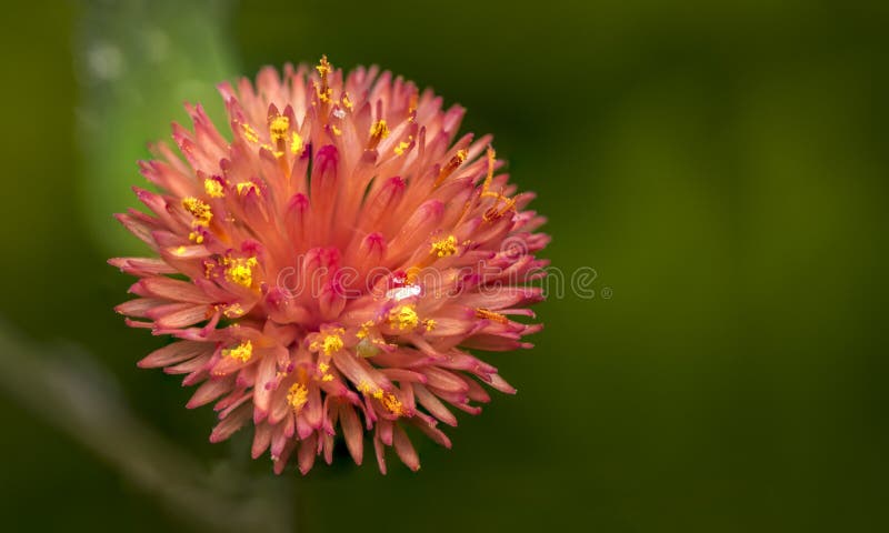 Very Small Flower Macro Photo in a Park Stock Photo - Image of nature ...