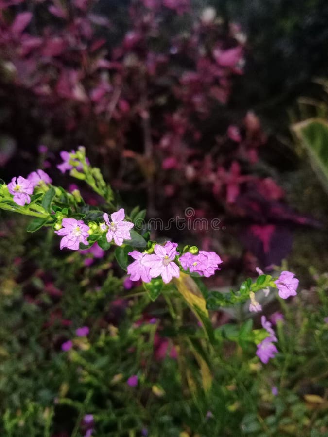 Very Small Flowers but the Color is Very Striking Smaller Than a Finger ...