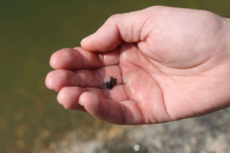 A Very Small Frog in a Hand Stock Photo - Image of nature, wild: 76518478