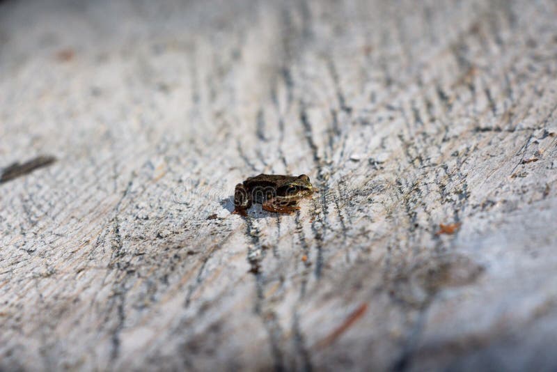 Very small frog stock photo. Image of surface, coldblooded - 98040116