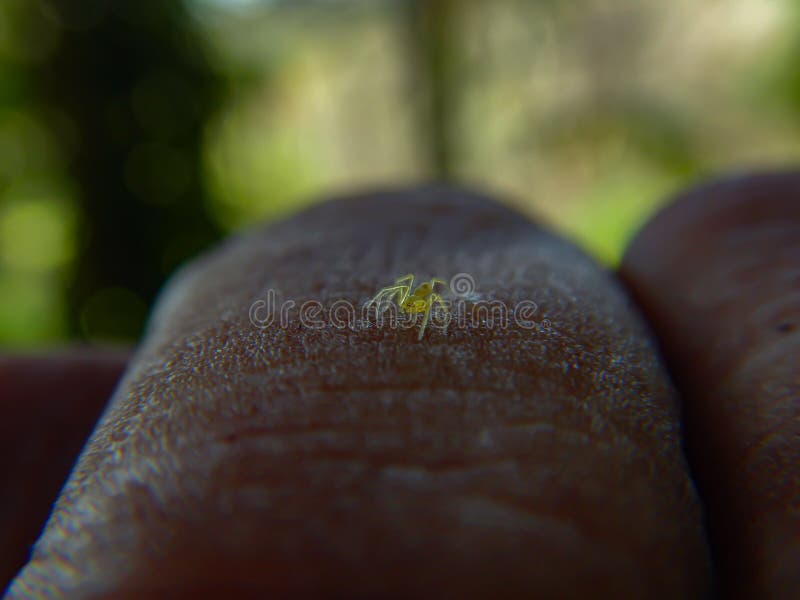A Very Small Golden Yellow Spider on Finger Stock Photo - Image of ...