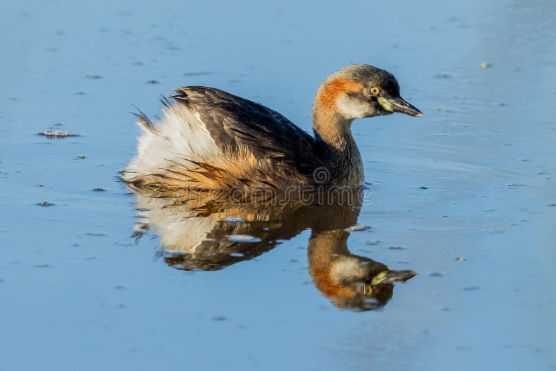 Australian Grebe in Victoria Australia Stock Photo - Image of animals ...
