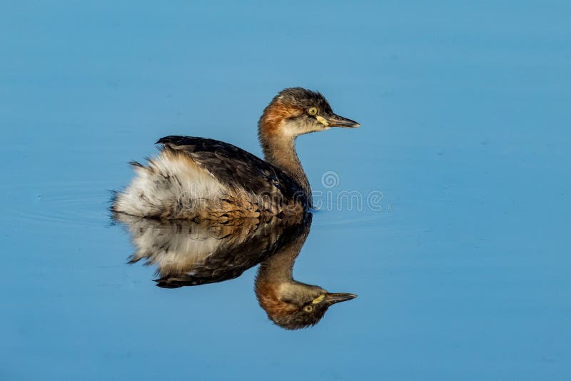 Australian Grebe in Victoria Australia Stock Photo - Image of ...