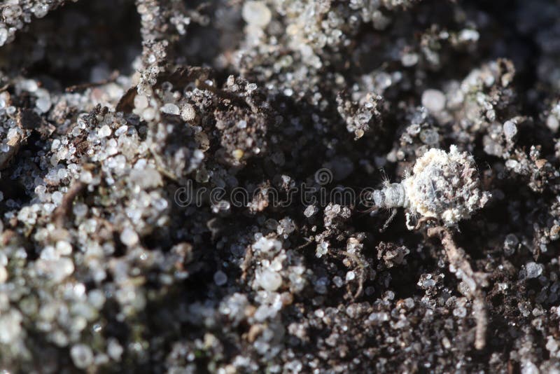 A Small Insect, Possibly a Mite. Stock Photo - Image of rock, stone ...