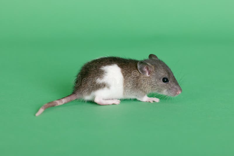 Very small baby rat stock image. Image of cute, pets - 35167545