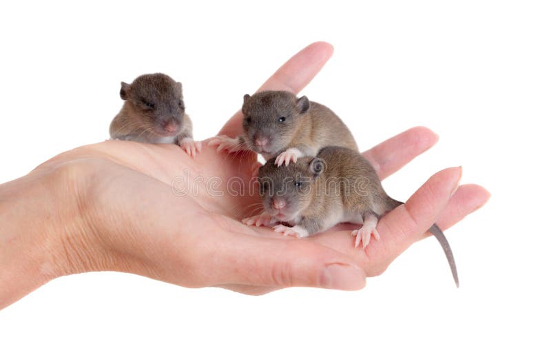 Very small baby rat stock image. Image of cute, pets - 35167545