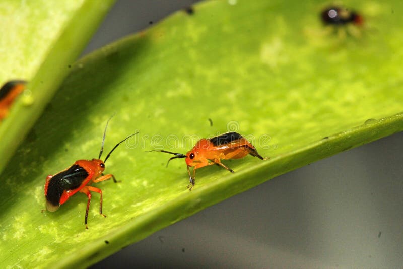 Very Small Insect on Nature Stock Photo - Image of grown, pink: 86173246