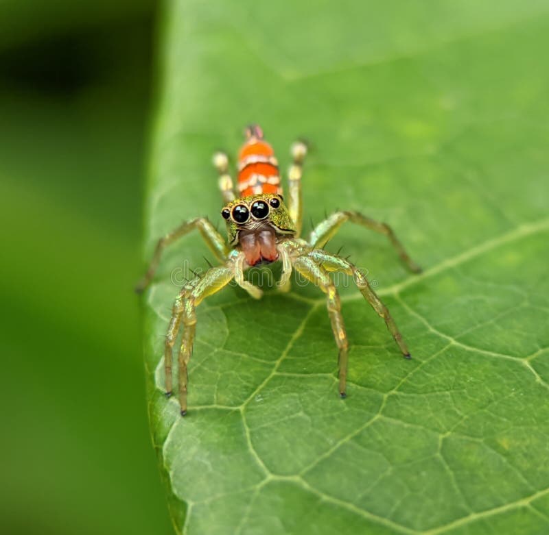 Very small jumping spider stock image. Image of weevil - 373779659