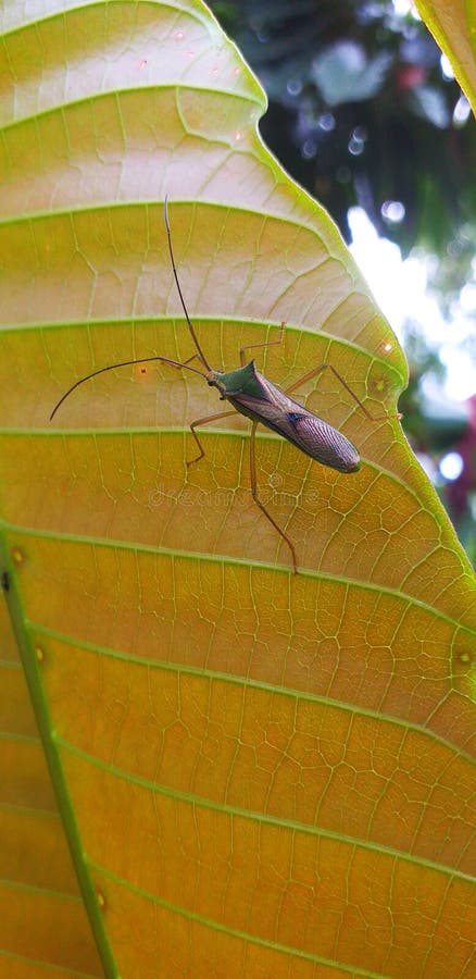 Very small leaf insects stock photo. Image of wing, animal - 256207010