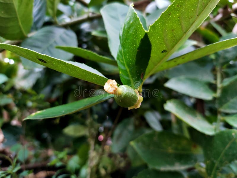 A very small lemon stock photo. Image of garden, gardeners - 264066850