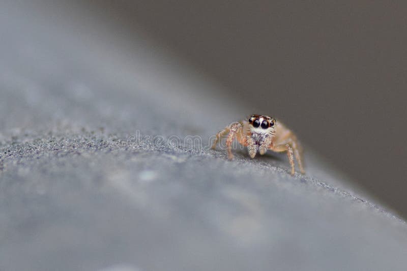 Spider is Posing on a Green Leaf Stock Image - Image of insect, spider ...