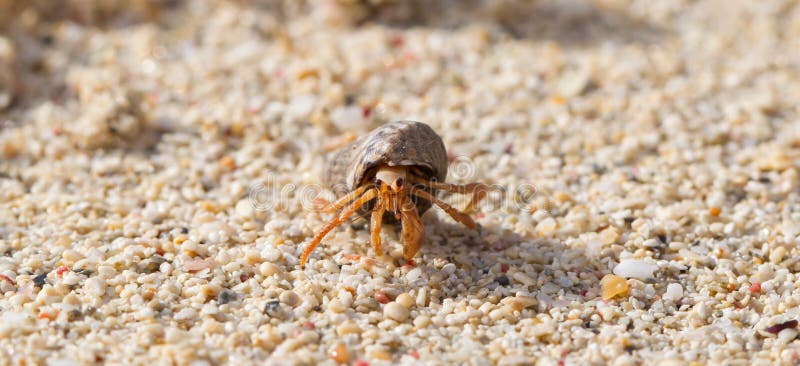 Very Small Lobster in a Small Shell Stock Photo - Image of crustaceans ...