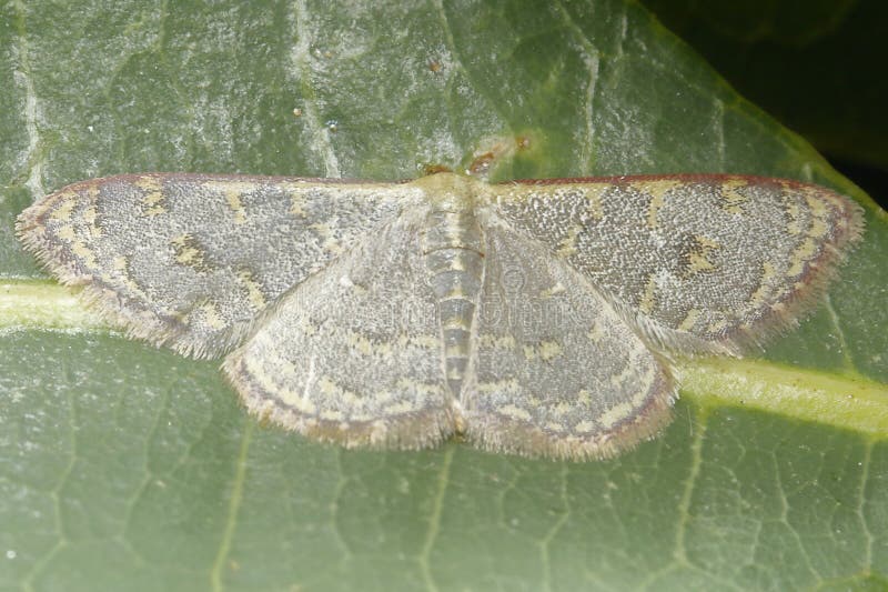 Very Small Moth Found Hiding Under a Leaf. Stock Photo - Image of ...