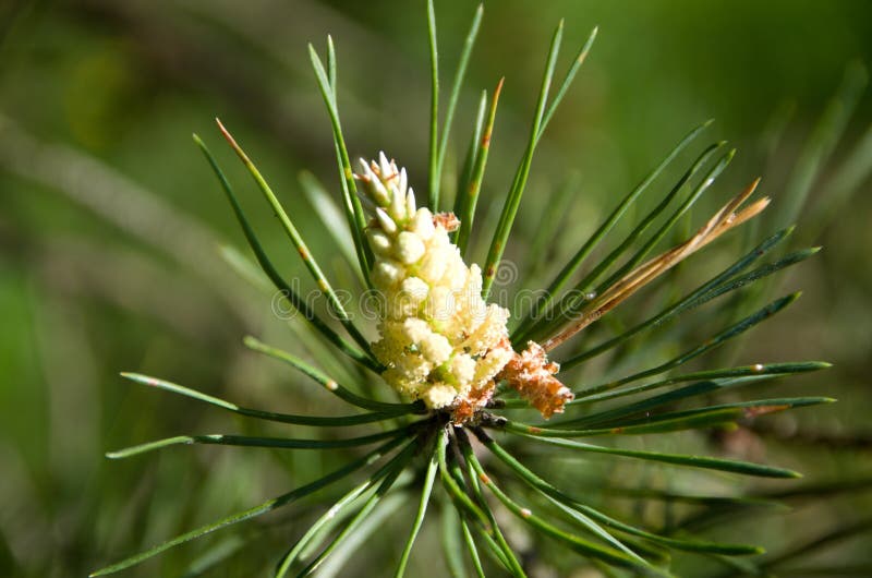 Small Pine Cone stock photo. Image of evergreen, detail - 3082520