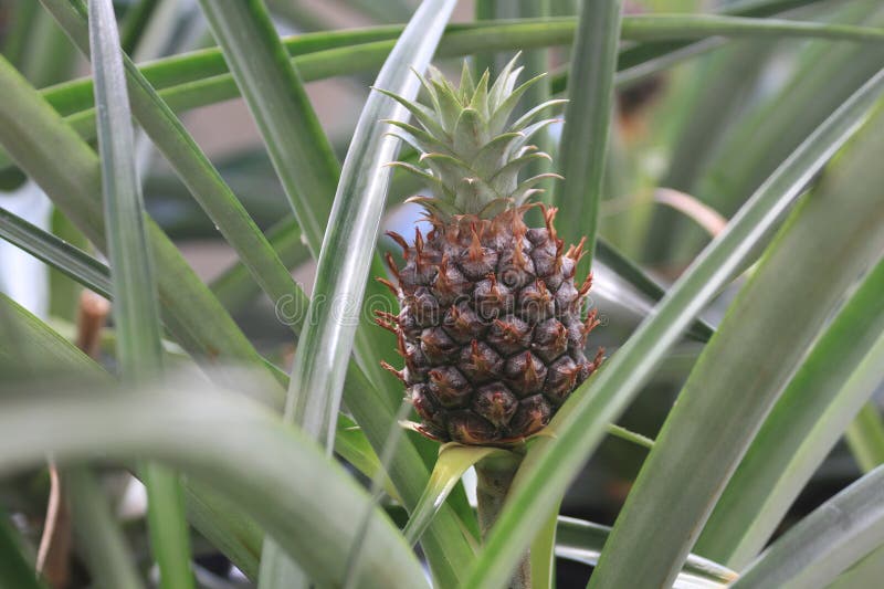 Very small pineapple stock photo. Image of growth, exotic - 330489094