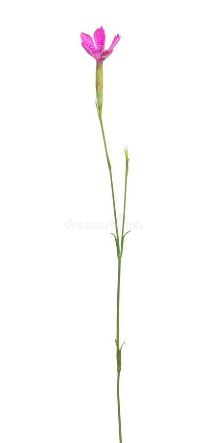 Senna Alata L. Roxb Flower Isolated Stock Image - Image of empress ...