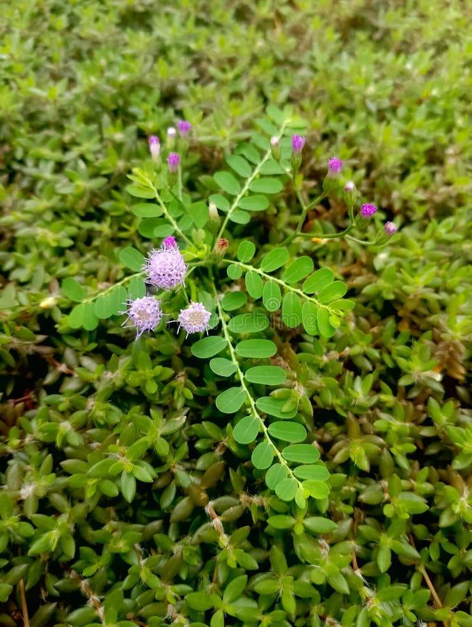 Very Small Pink Flowers Grow among the Creeping Grass. Stock Image ...