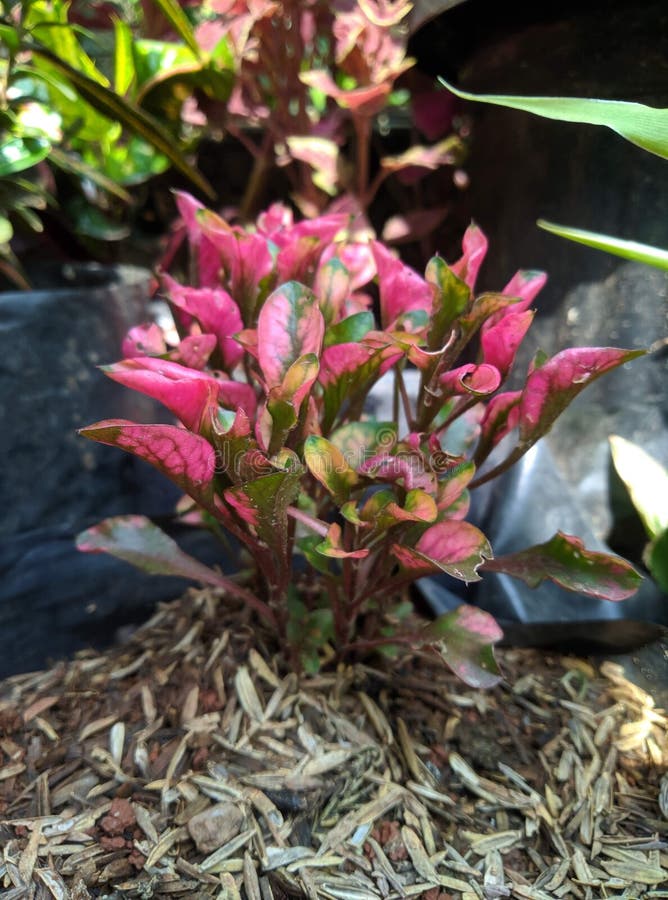 Very small plant stock photo. Image of autumn, petal - 202757624