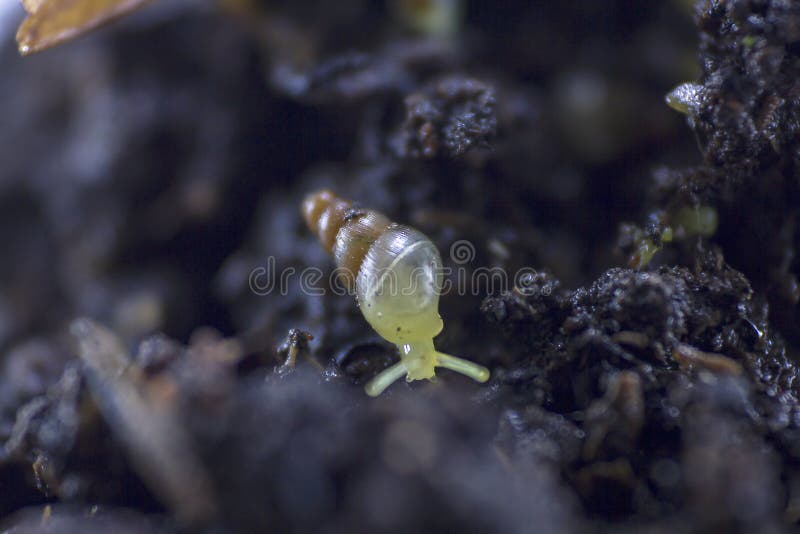 A Very Small Snail with a Yellow Shell. Stock Image - Image of nature ...
