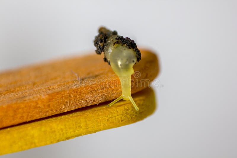 A Very Small Snail with a Yellow Shell. Stock Image - Image of brown ...