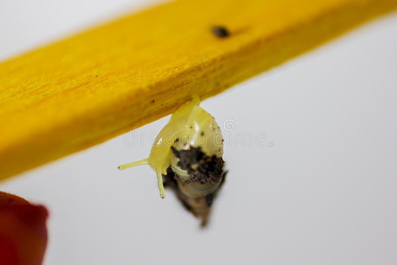 A Very Small Snail with a Yellow Shell. Stock Photo - Image of brown ...