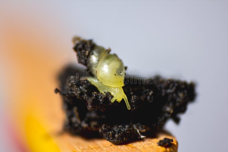 A Very Small Snail with a Yellow Shell. Stock Photo - Image of slither ...