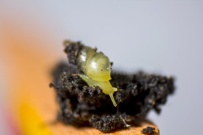 A Very Small Snail with a Yellow Shell. Stock Image - Image of land ...