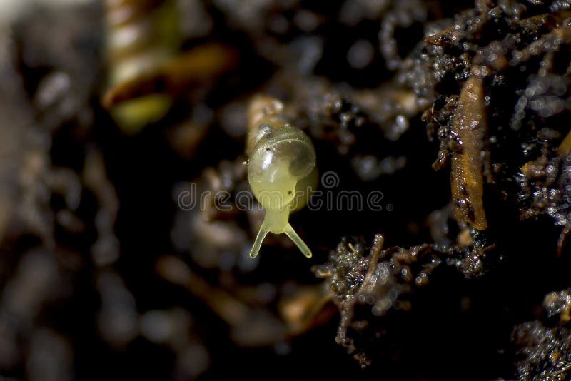 A Very Small Snail with a Yellow Shell. Stock Image - Image of little ...