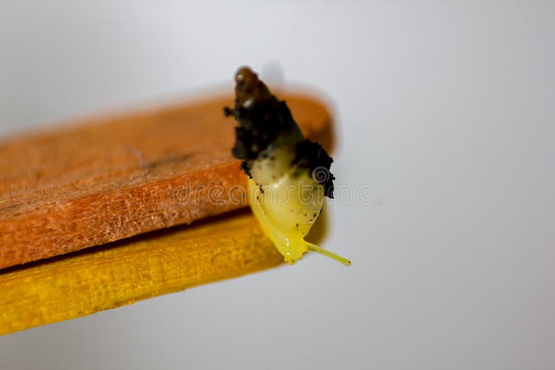 A Very Small Snail with a Yellow Shell. Stock Photo - Image of nature ...
