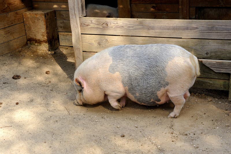 A very small sow stock photo. Image of shot, vertebrate - 101137560