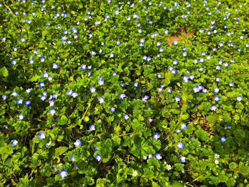 Very Small Spring Flowers on a Meadow Stock Image - Image of flowers ...