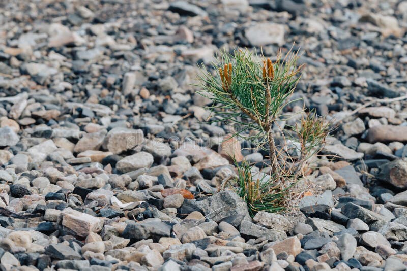 Very Small Spruce Growing on a Rocky Surface. Tiny Tree Stock Photo ...