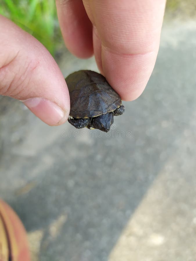 Very small turtle in hand stock image. Image of hold - 229736997