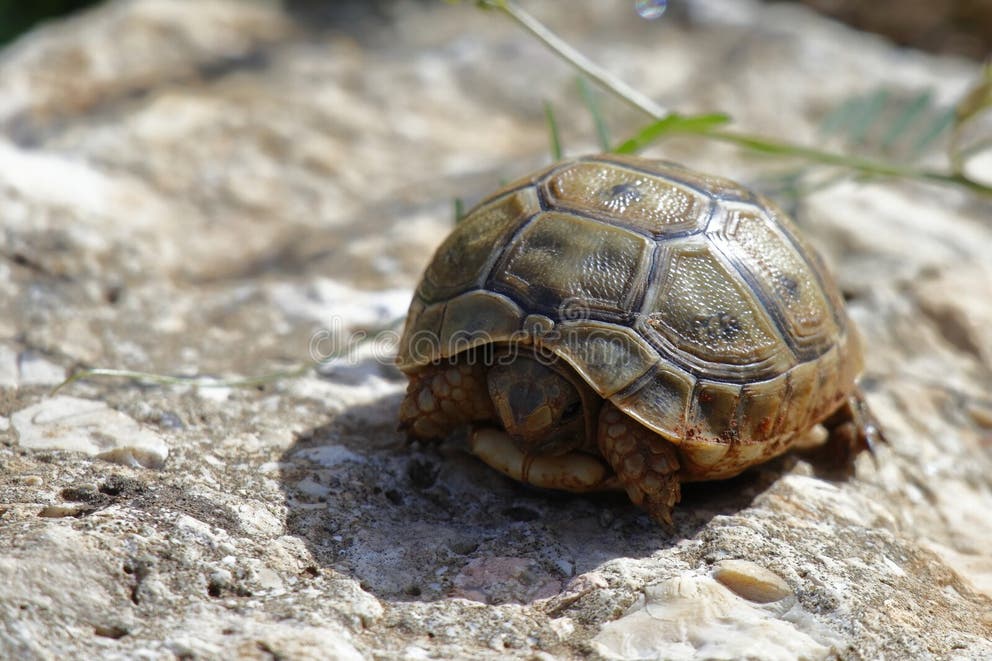 Very Small Turtle in the Park. Reptiles Stock Photo - Image of turtle ...