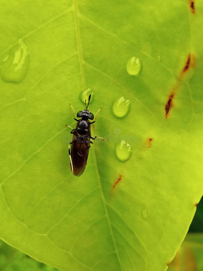 Very small unique insect stock photo. Image of insect - 239413924